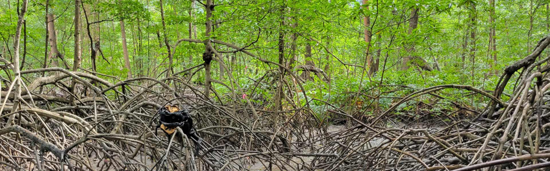 Ecosystem Service Provision by Mangroves in Panama - ESSA